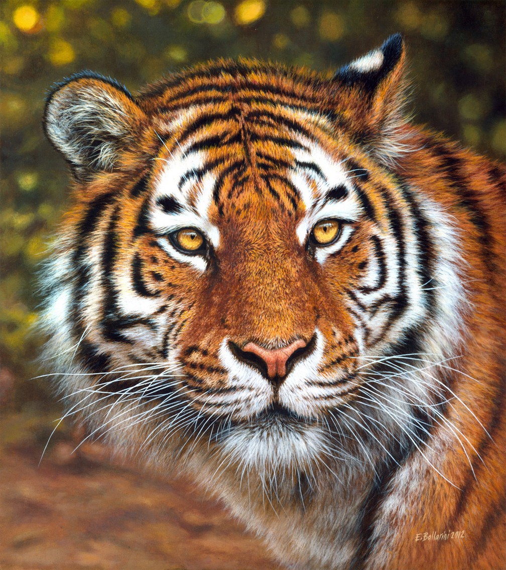 Wild look - Wildlife Art - Elena Ballarini